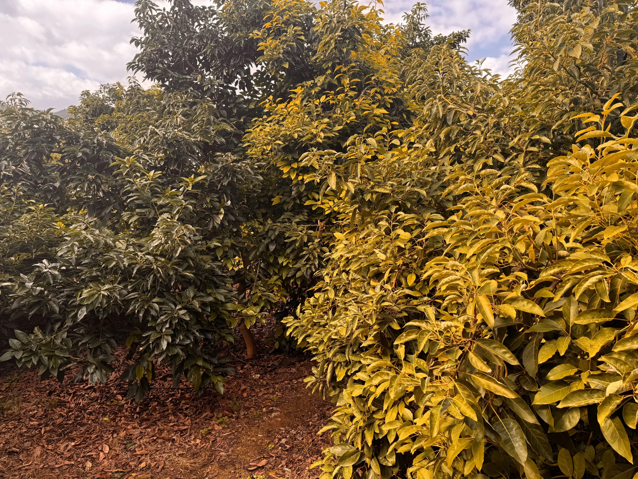 Quality Tropical Fruits – Fresh Avocados